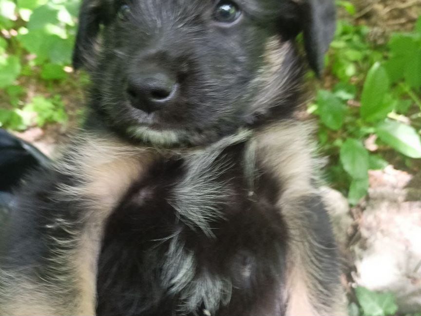 Мальчик 2 месяца