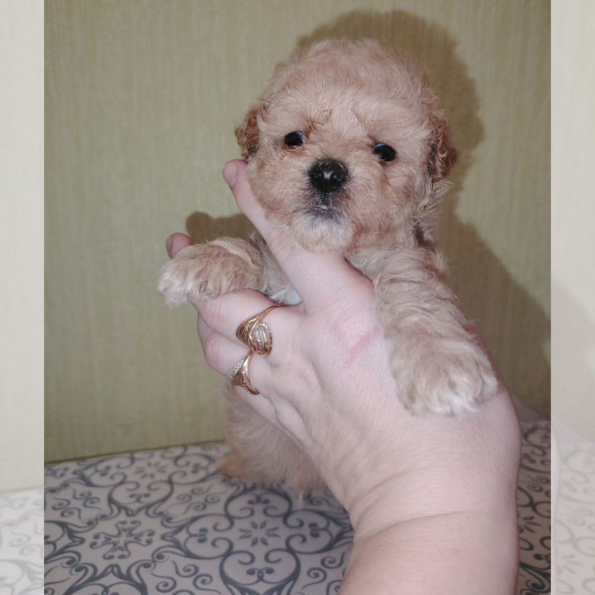 Мальтипу мальчик