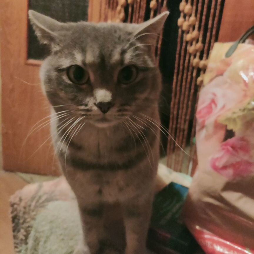 Отдадим молодого котейку