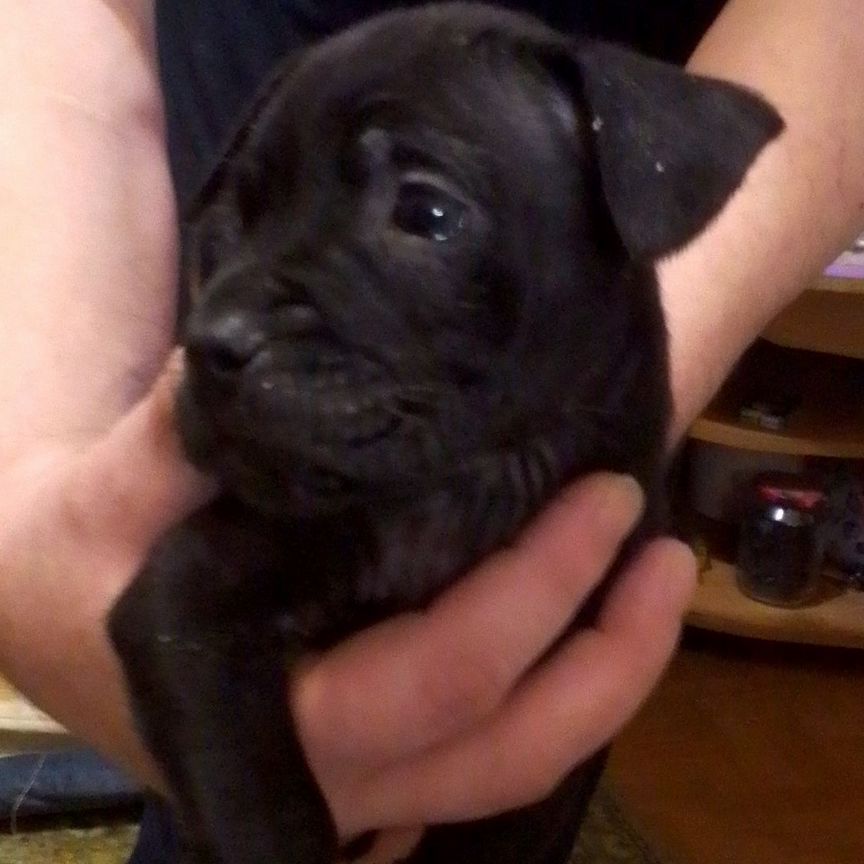 Ка-де-бо, щенок