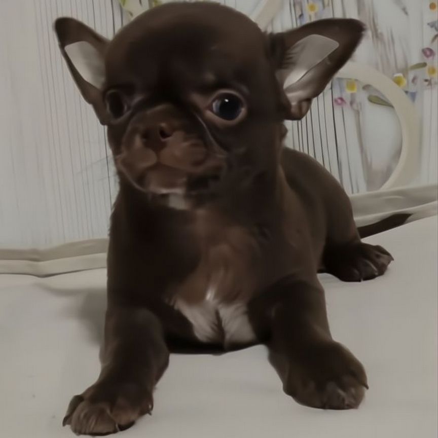 Чихуахуа, щенок