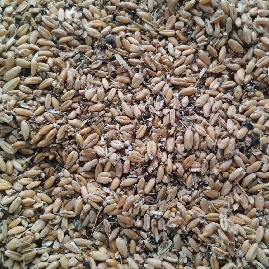 Зерноотходы