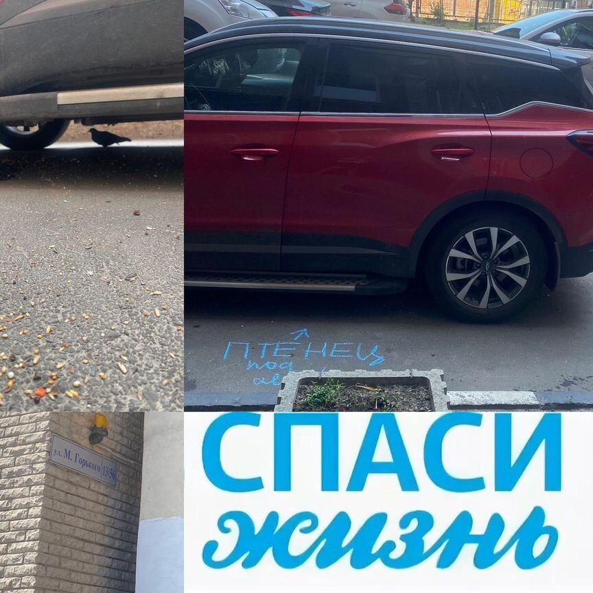 Спасите Птенец спрятался от жары под машину