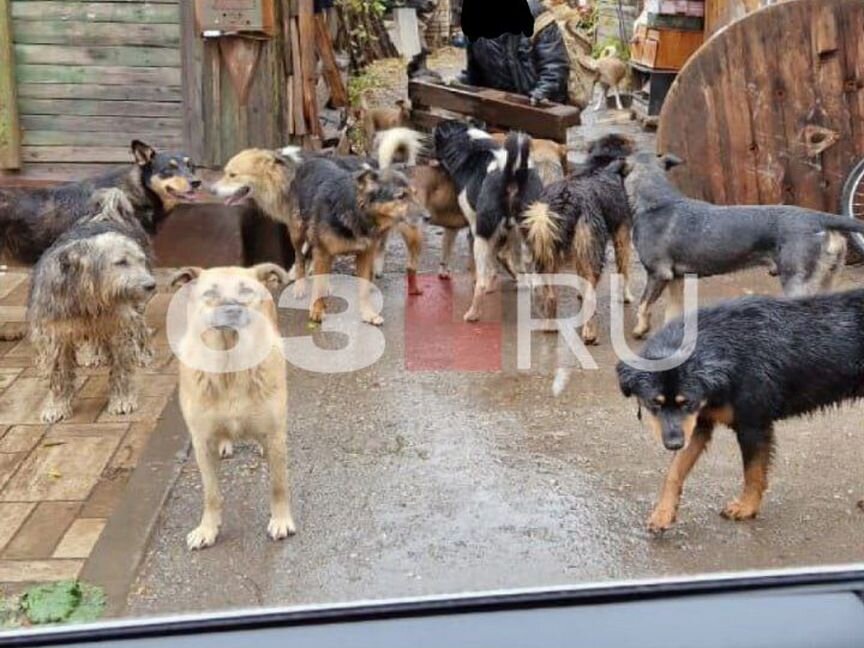 Сторожевой пес