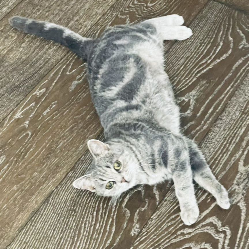 Британский короткошёрстный котёнок