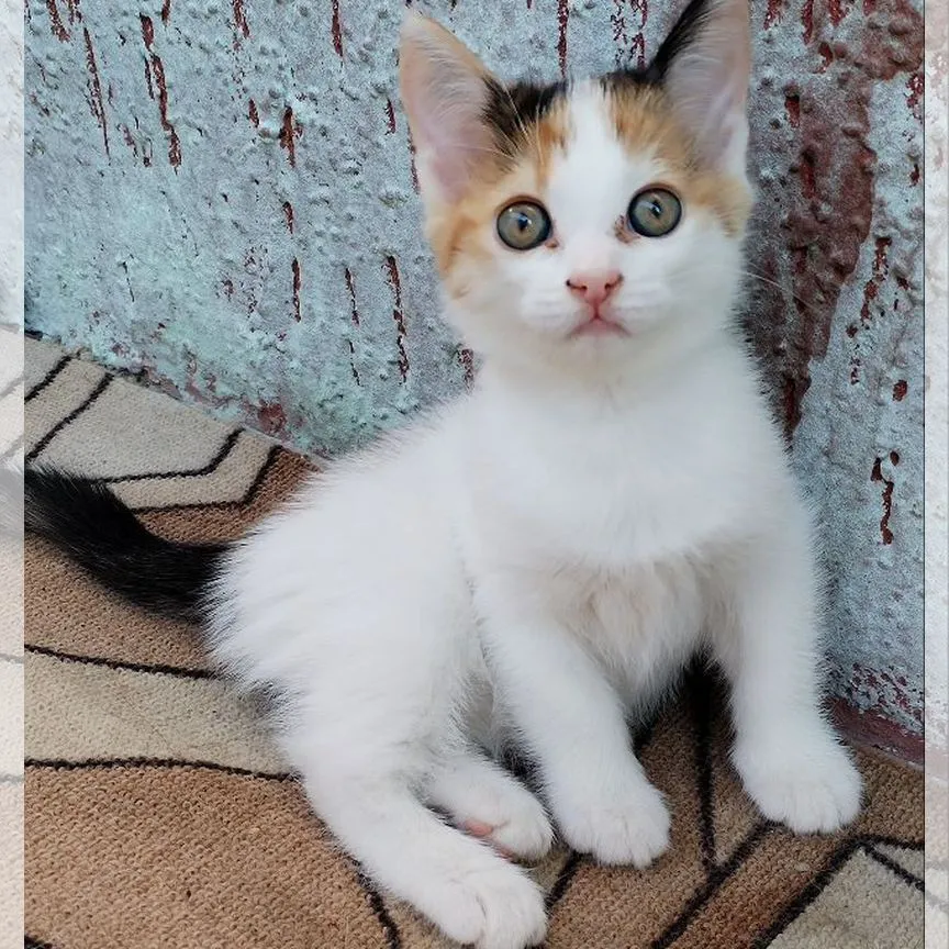Котенок