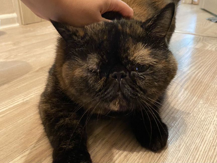 Экзотическая кошка. Кошка попрды экзот