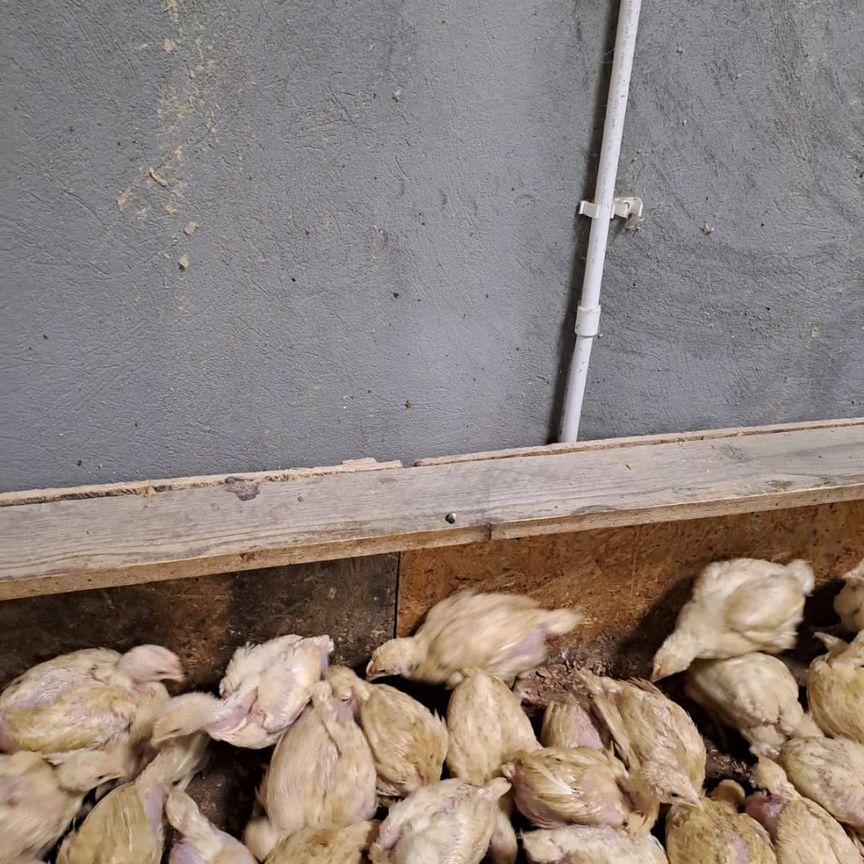 Цыплята бройлеры кобб 500 Подрощенные