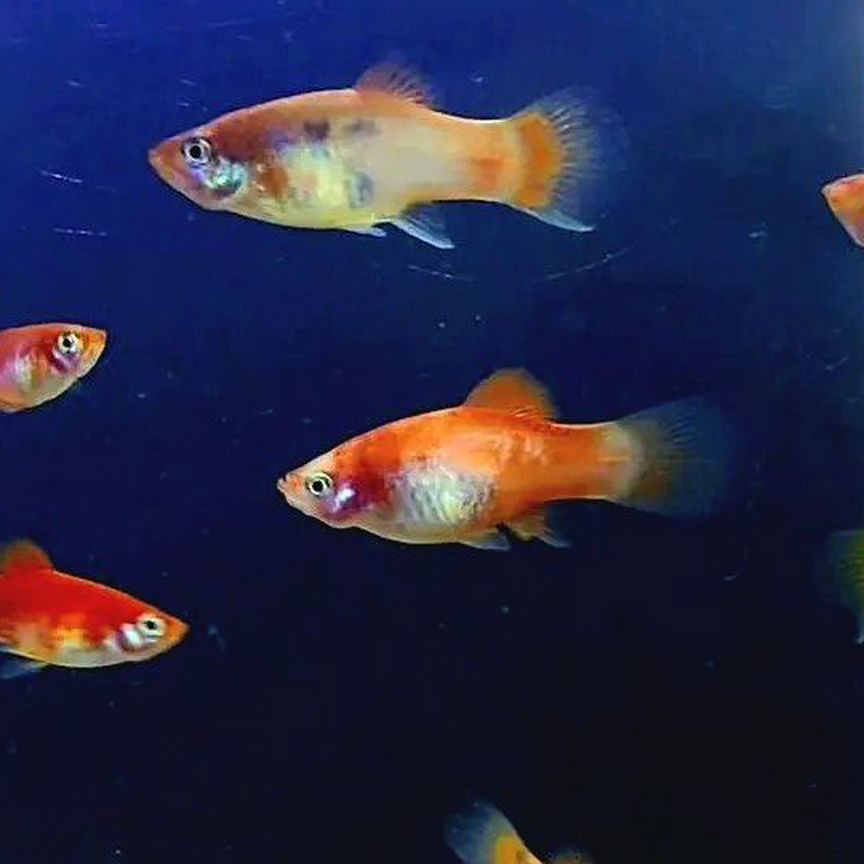 Аквариумные рыбки. Пецилии