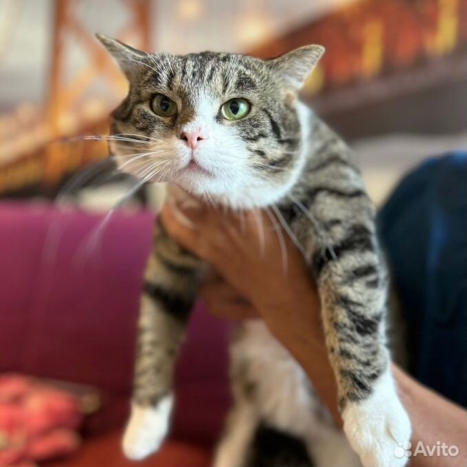 Упитанный вальяжный котик увалень Клим ищет дом
