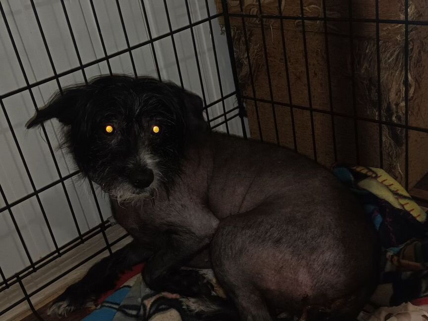 Китайская хохлатая собака