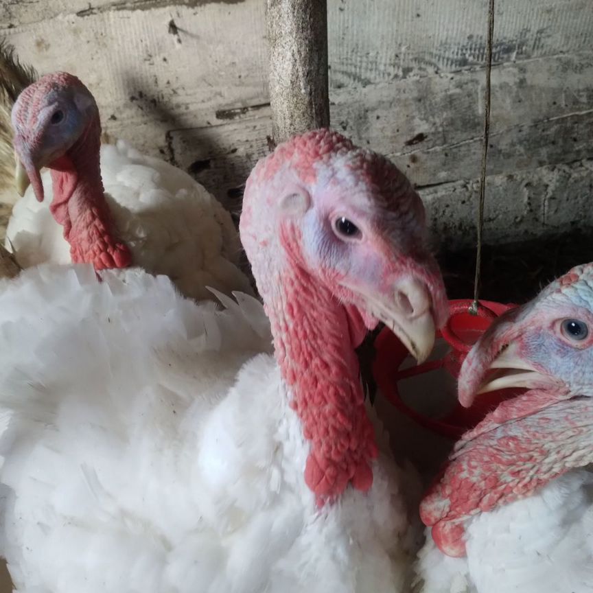 Индюки на мясо