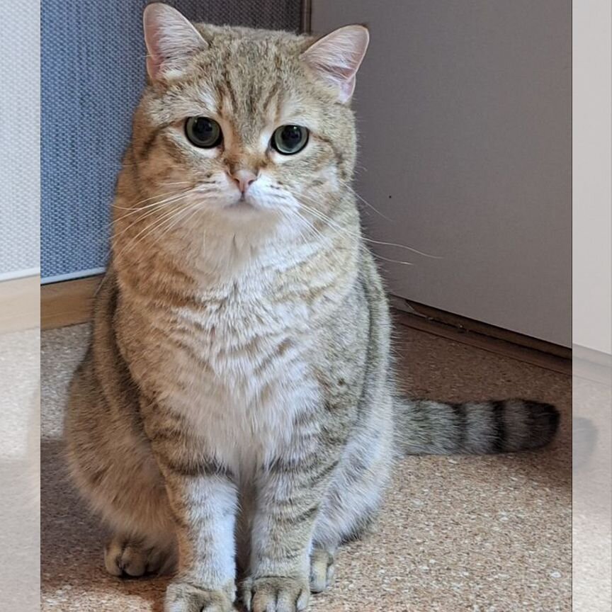 Британский короткошёрстный, взрослый кот