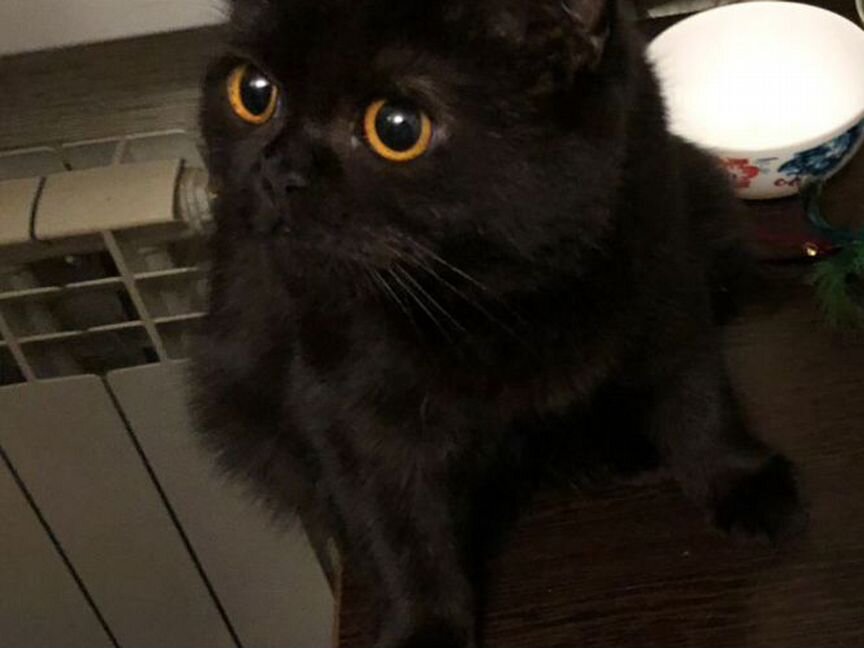 Кошка в дар