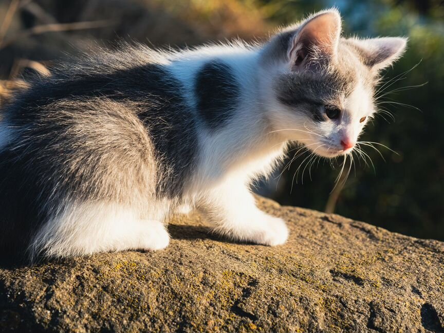 Котята Регдолла