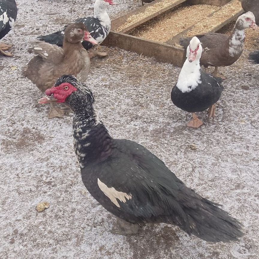 Продам уток,гусей, бройлеров на мяско