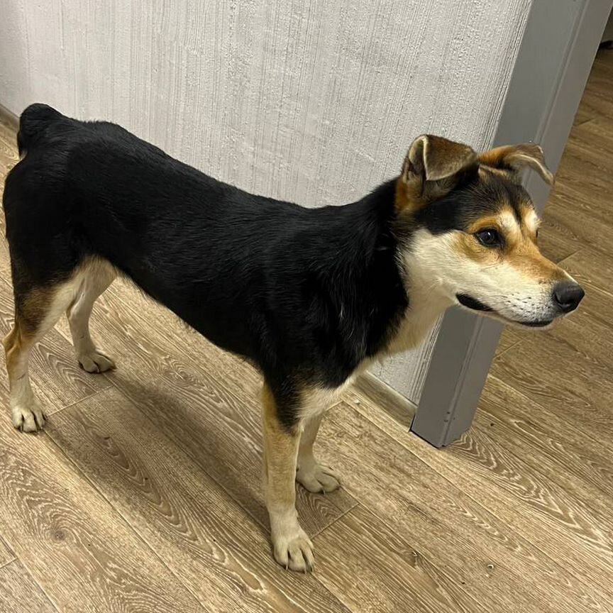 Взрослый пёс в добрые руки