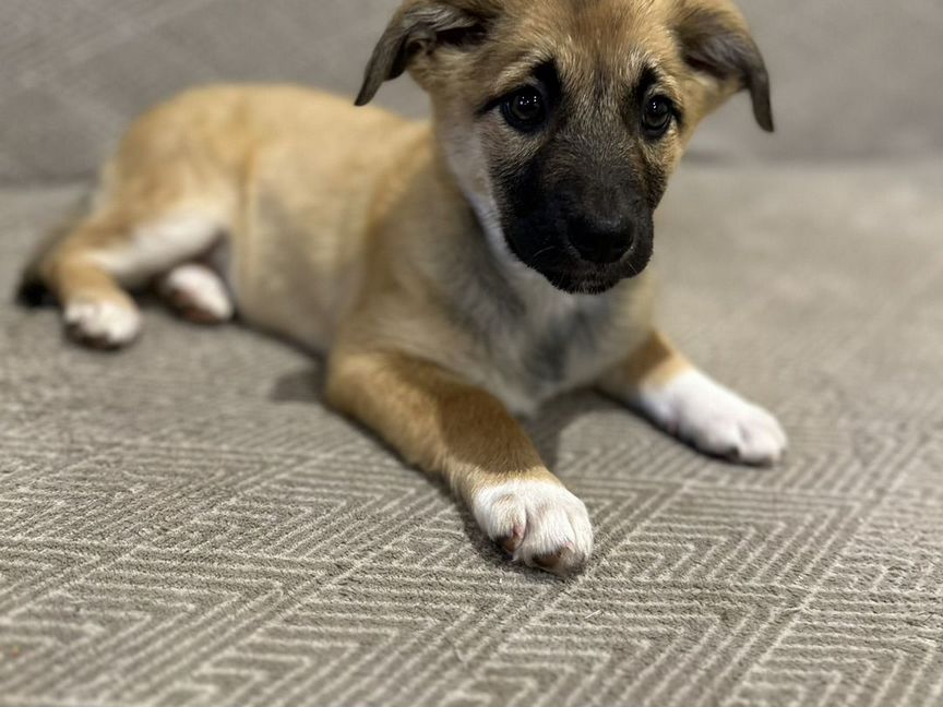 Щенок помесь с корги в добрые руки