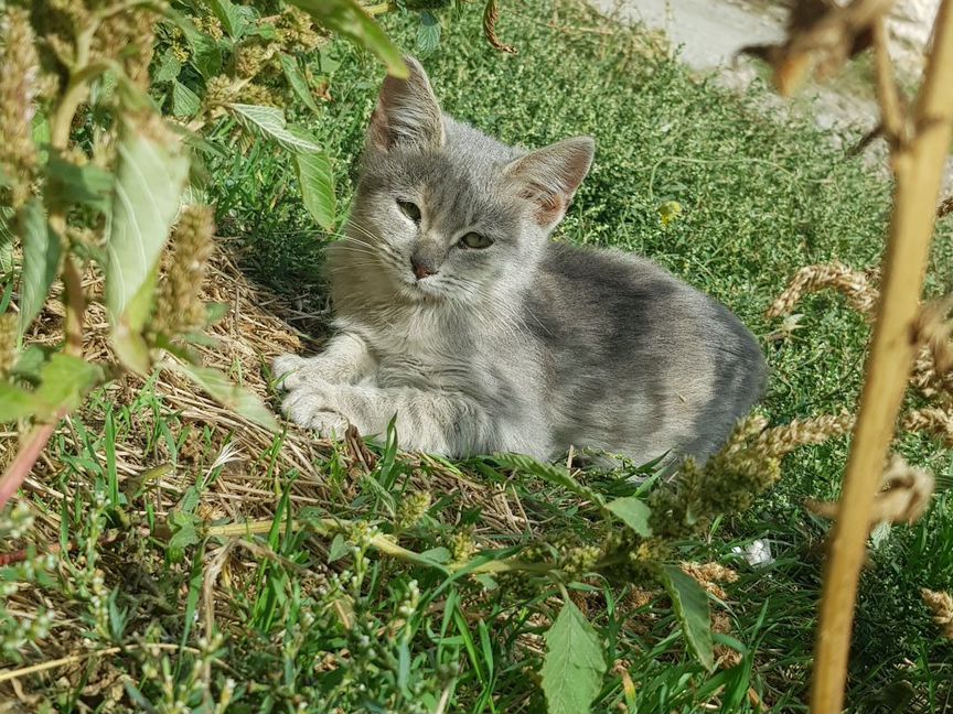 Котенок девочка в поисках дома