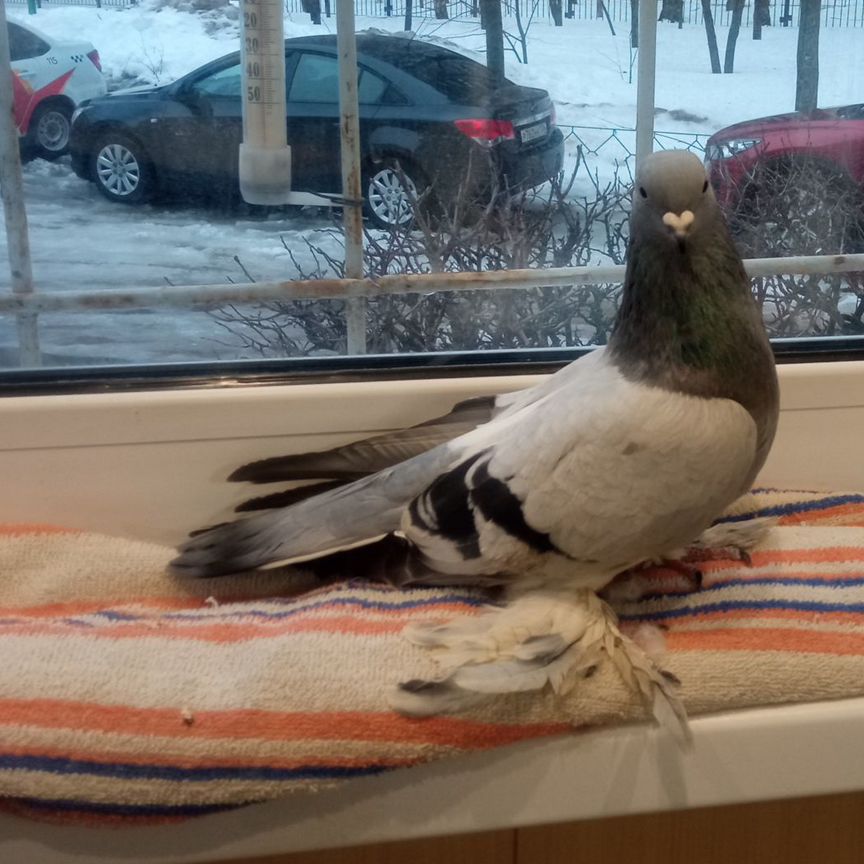 Продам голубя