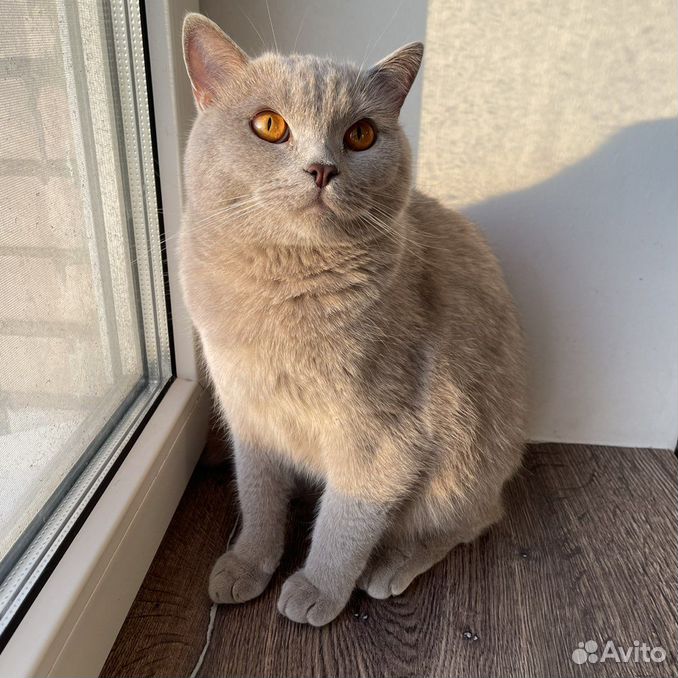 Шотладский кот отдам в дар