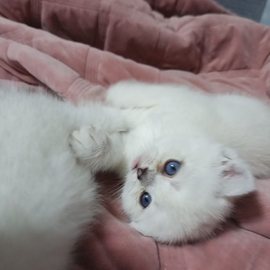 Серебристая шиншилла котики