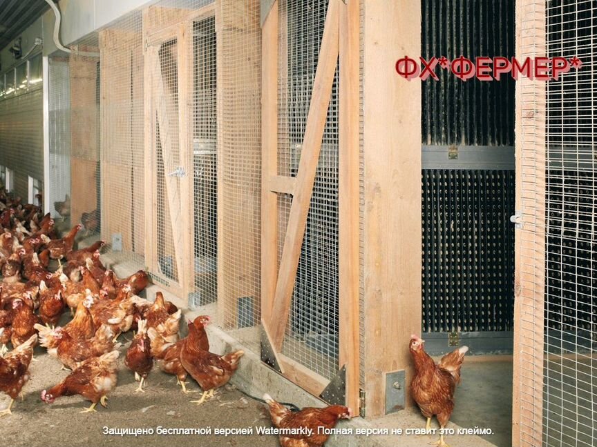 Куры несушки оптом и розница