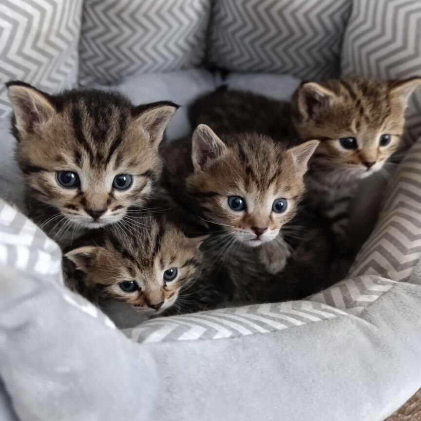 Котята шотландские