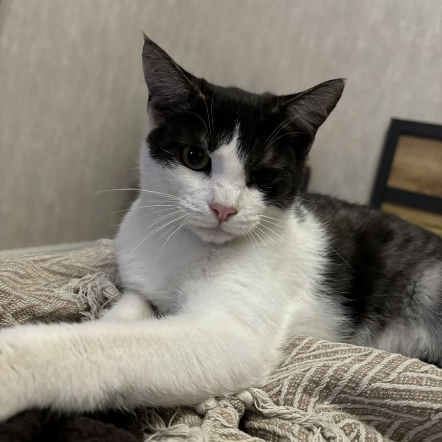 Котик в добрые руки