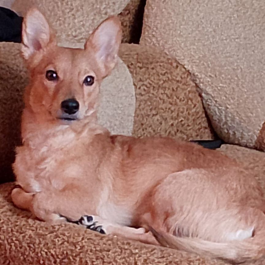 Собака в добрые руки отдам бесплатно