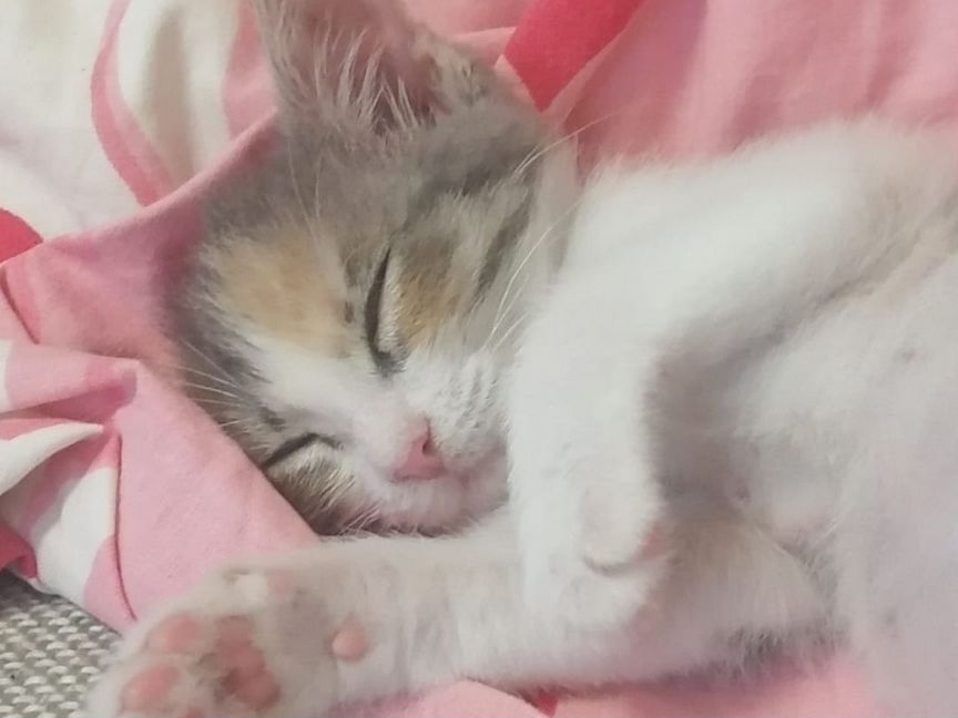 Кошка