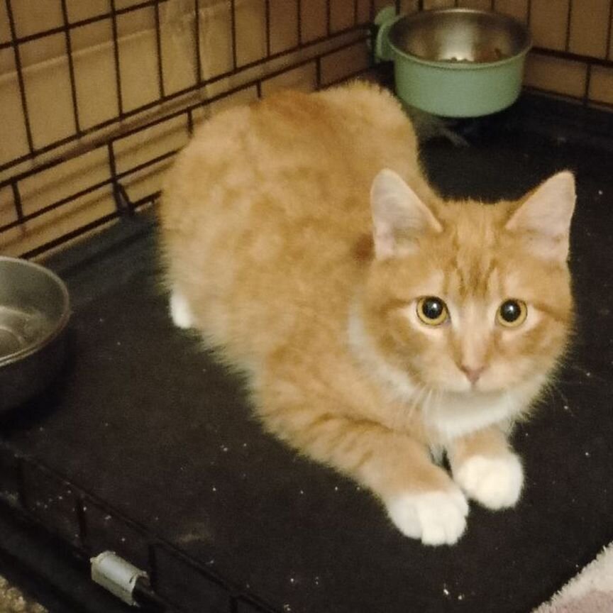 Котёнок в добрые руки