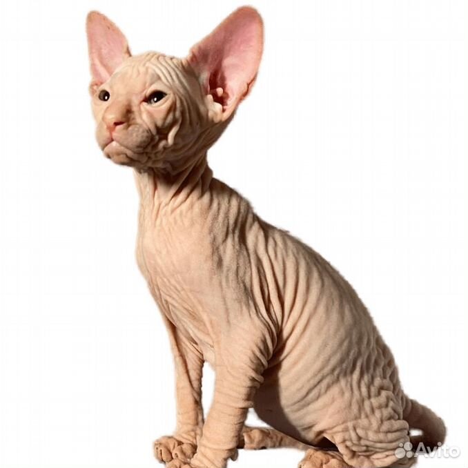 Донской сфинкс мальчик девочка лысые с метриками
