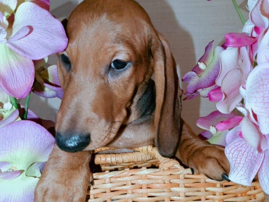 Щенок таксы с документами РКФ из проф. питомника