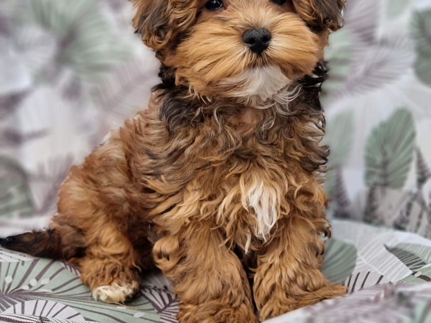 Мальтипу Ф1,мальчик