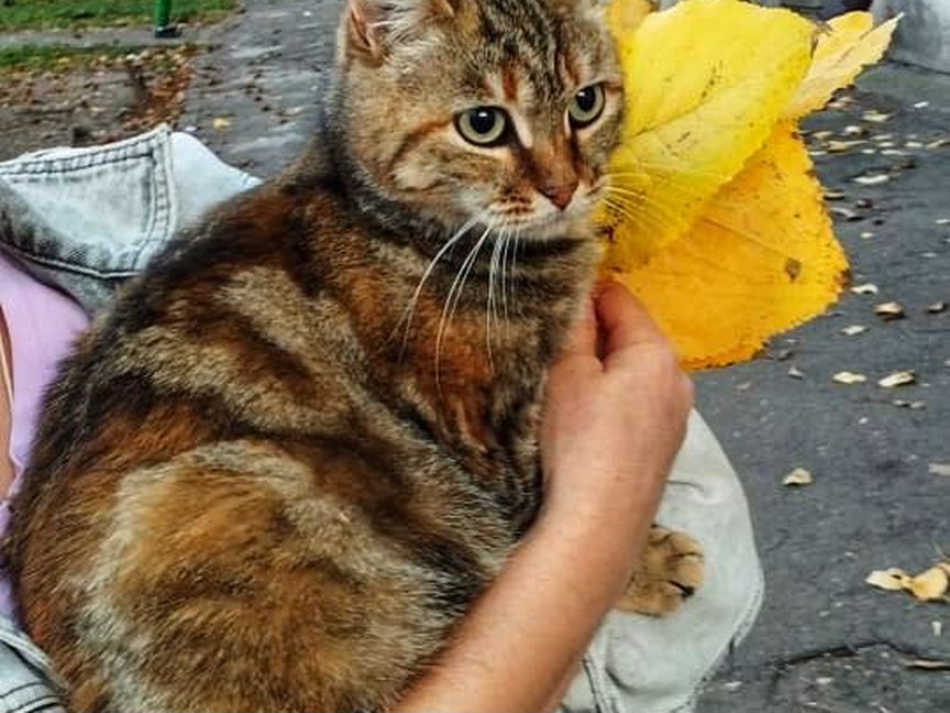 Осенняя кошечка ищет своего человека