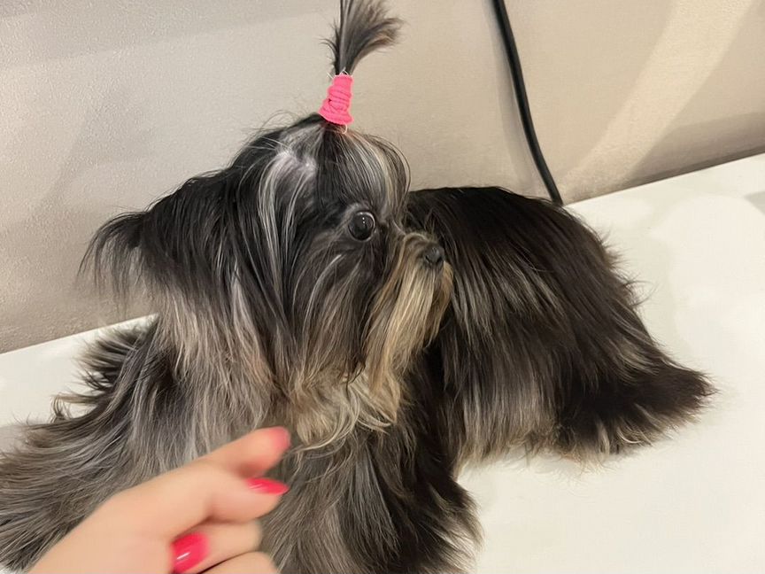 Цветной йоркширский терьер