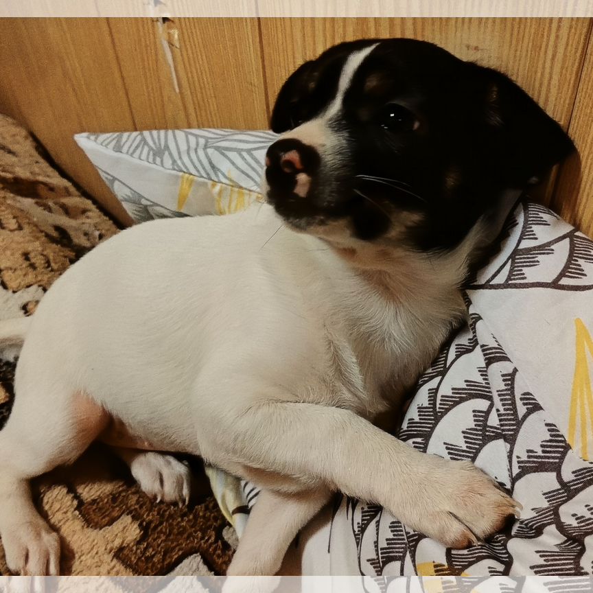 Щенок в добрые руки