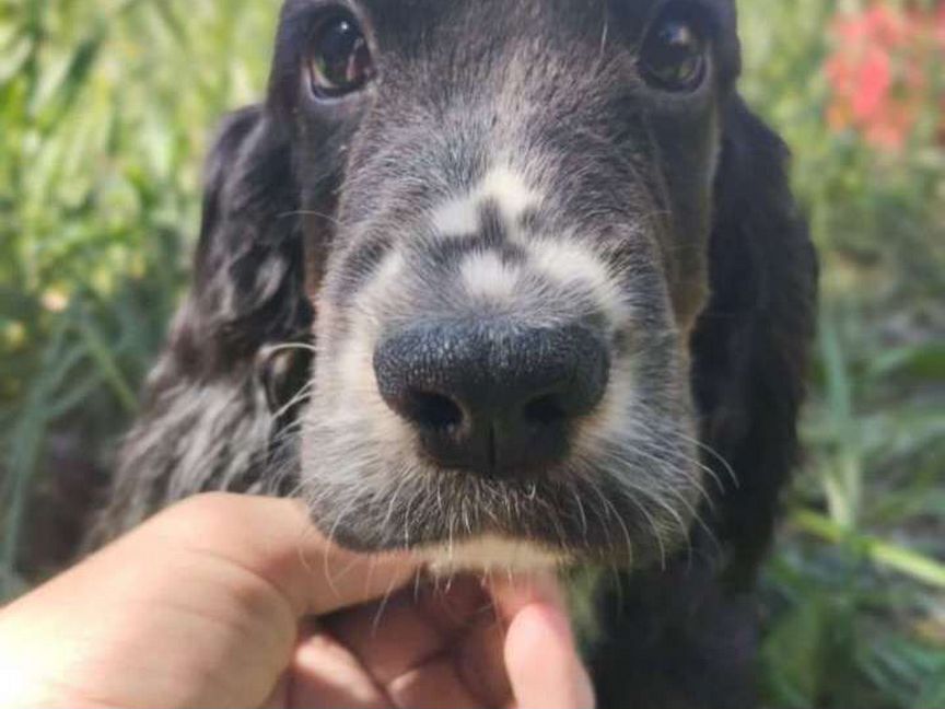 Англичанка