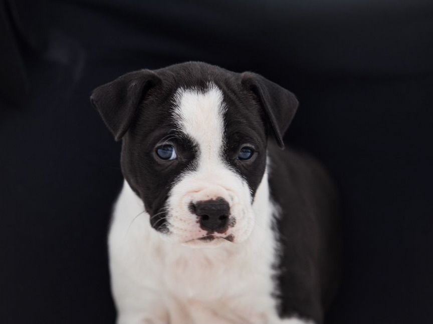 Щеночек стаффорда