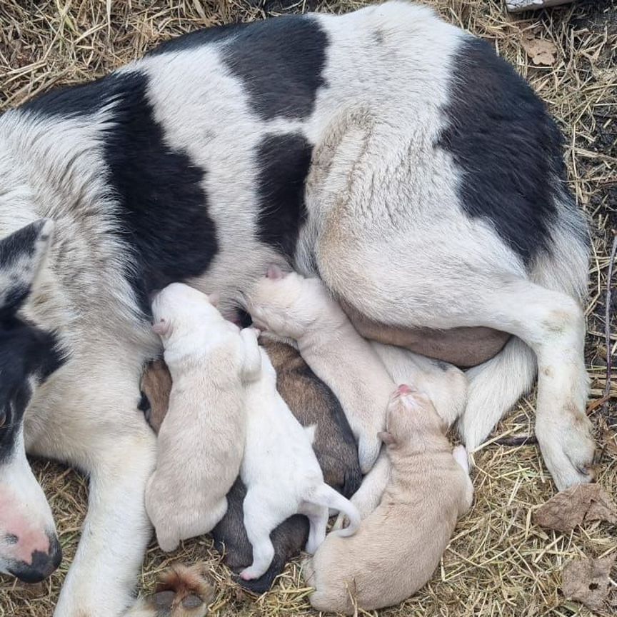 Западно сибирская лайка
