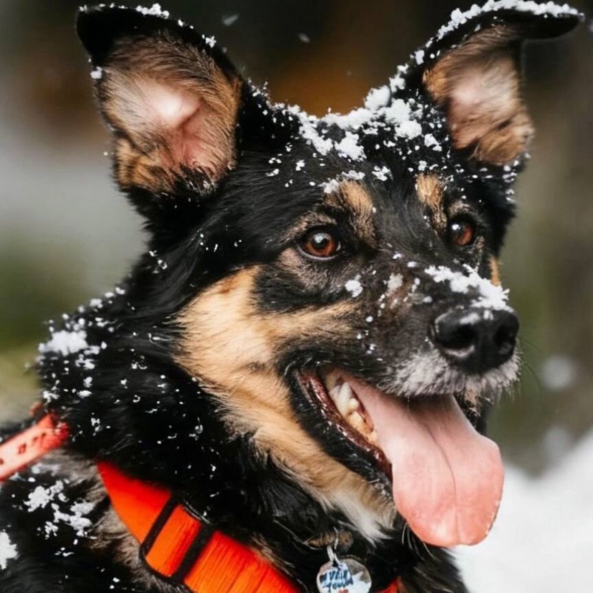 Взрослая собака в добрые руки