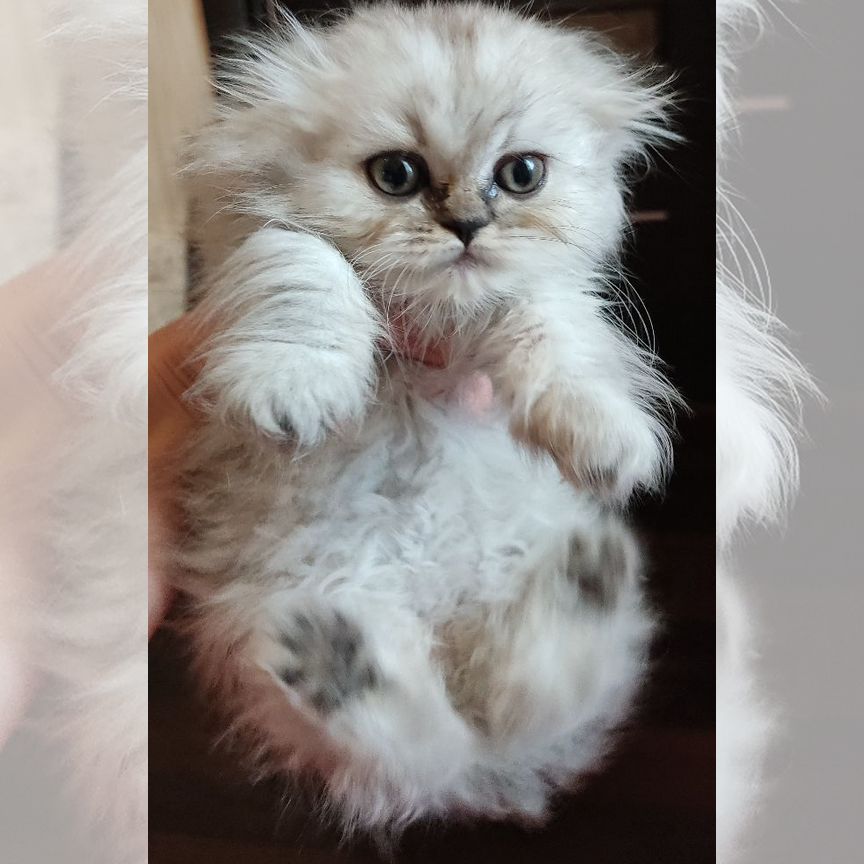Шотландский вислоухий длинношёрстный котёнок