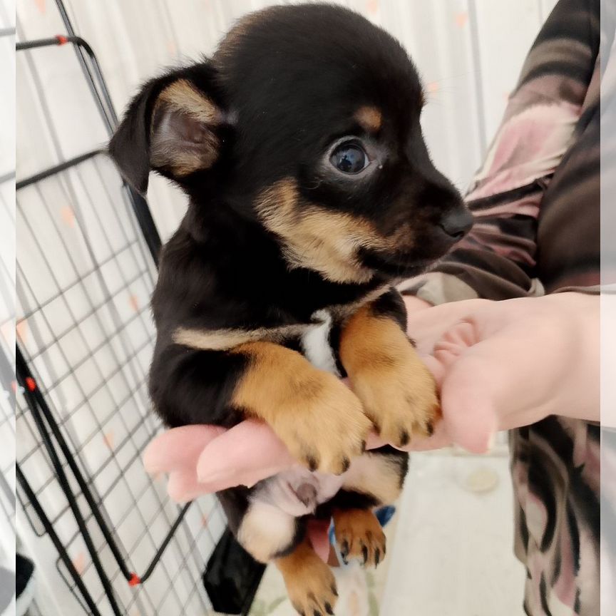 Русский той-терьер, щенок