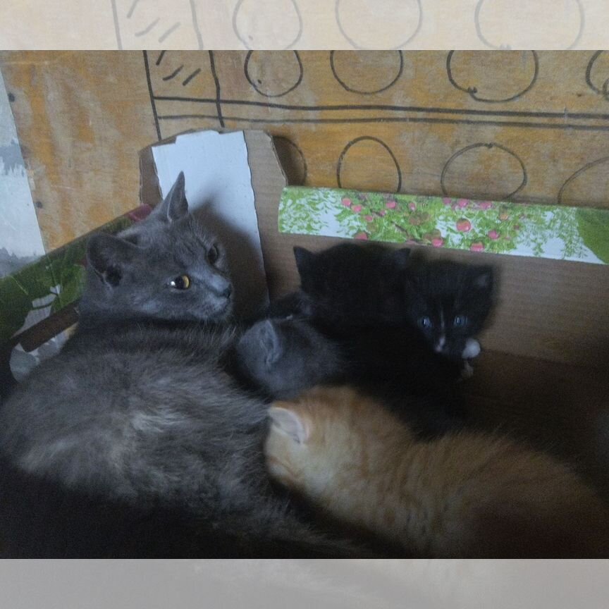 Котята в добрые руки