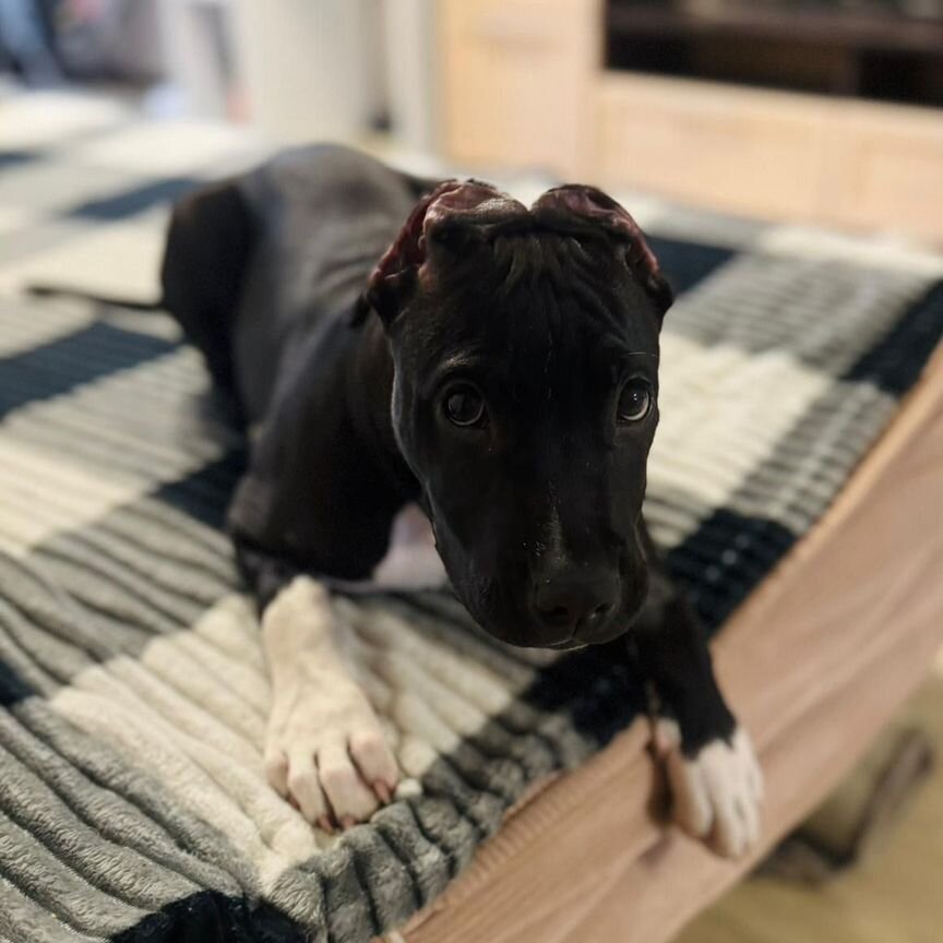 Американский питбультерьер