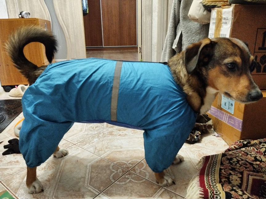 Костюм с светоотражающей лентой для собаки