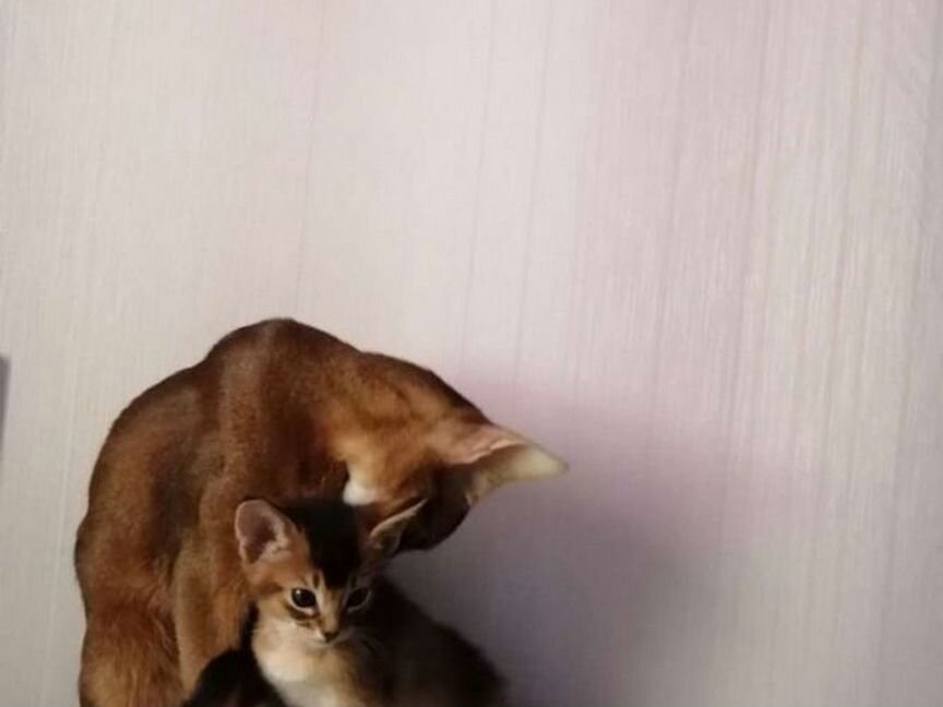 Абиссинские котята