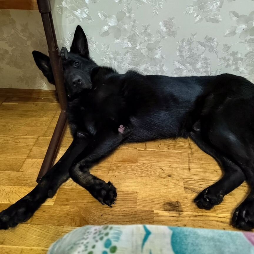 Случка собак овчарка