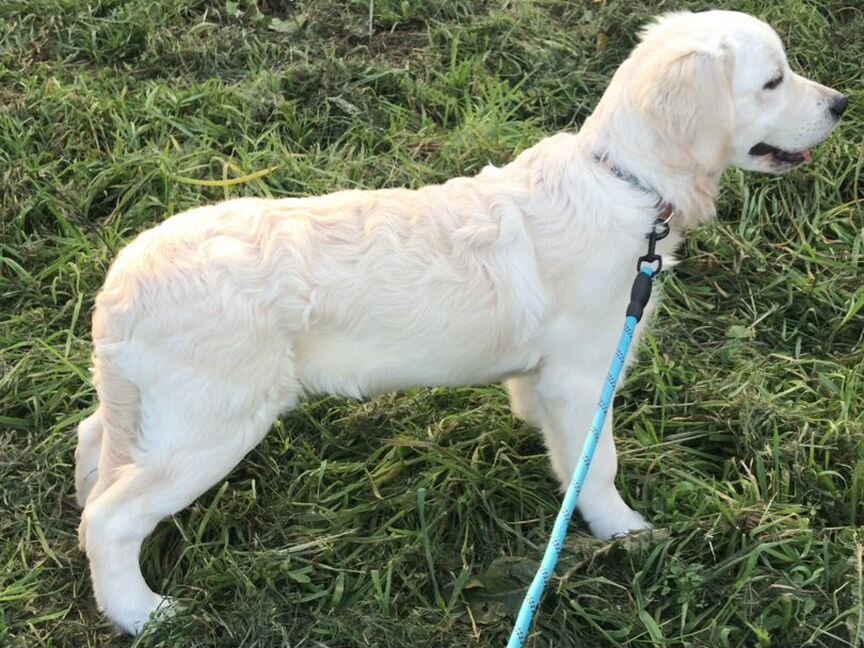 Золотистый Ретривер